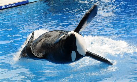 The Tragic Death Of Keltie Byrne A Killer Whales Deadly Attack At