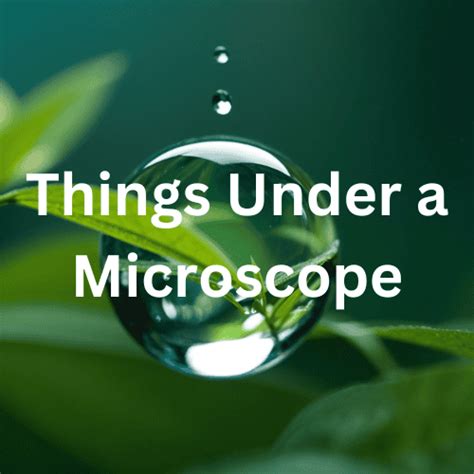 From Mundane To Marvelous Exposing The Amazing Microscopy World Of Things Under A Microscope
