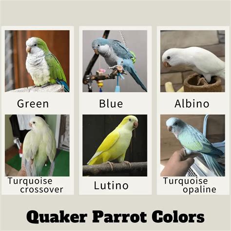 Parrot Quaker Personality Sounds Breeding Cage And Diet
