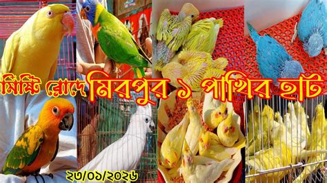 মিষ্টি রোদে জমজমাট মিরপুর ১ পাখির হাট Mirpur 1 Pakhir Hat Bird