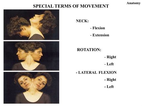 Introduction Of Anatomy Ppt