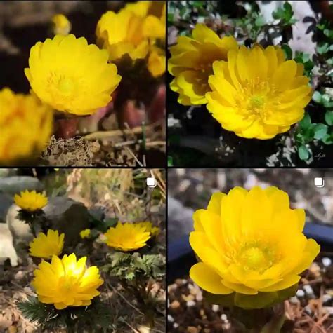 Plant Faqs Eclipse Hydrangea