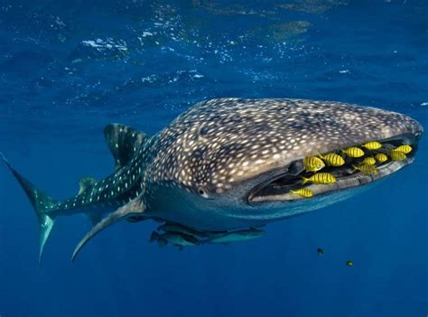 Whale Shark Fast Facts Ocean Life Education