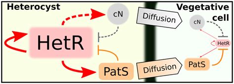 Diffusion Scheme Schematic Representation Of The Diffusion Processes