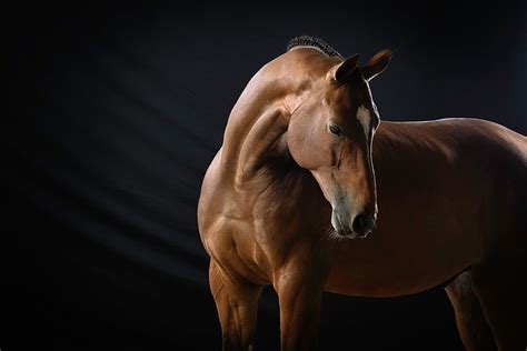 Creating Lifelong Memories With Fine Art Horse Portraits