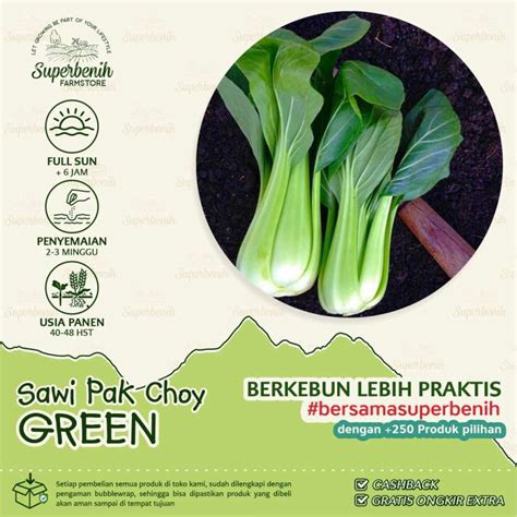 Jual 100 Biji Benih Sawi Pakcoy Green Pak Choy Pakchoy Sangat Cocok Untuk Hidroponik