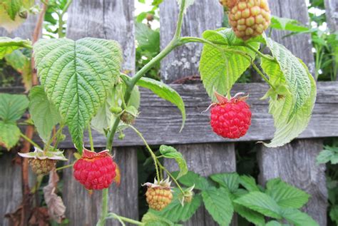 What Do Raspberries Look Like Back Gardener