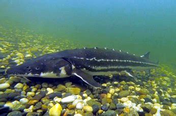 Sturgeon