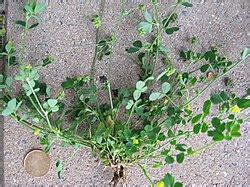 Medicago Lupulina Wikipedia