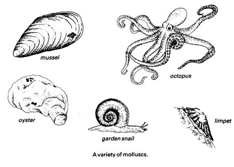 Molluscs On Emaze