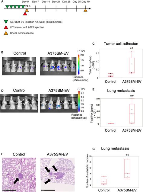 Mir 1246 In Tumor Extracellular Vesicles Promotes Metastasis Via Increased Tumor Cell Adhesion