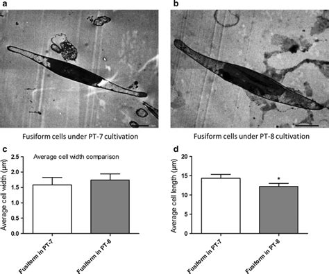 Fusiform Cell Size Comparison The P Tricornutum Cells Were Collected