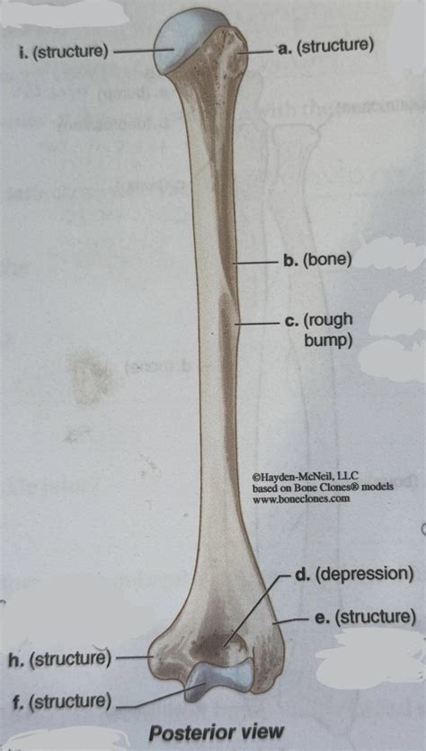 Lab 4 Upper Limb And Pectoral Girdle Labelling Diagram Quizlet