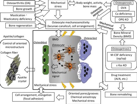 18 Controlling Factors Of Bone Tissue Anisotropy Based On The