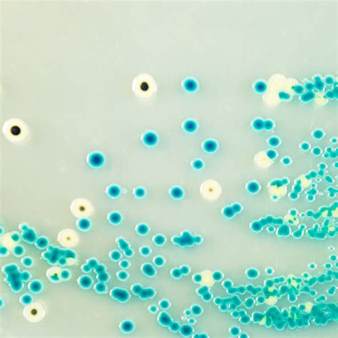 Chromogenic Cronobacter Isolation Agar Biolife Cromogeni