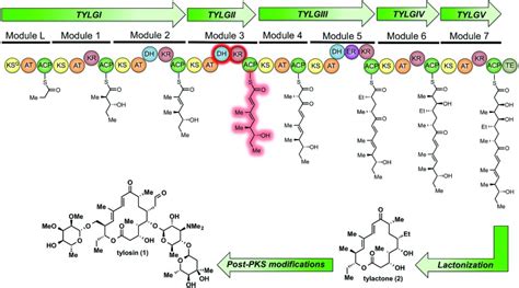 Tylosin Polyketide Synthase Module 3 Stereospecificity Stereoselectivity And Steady State