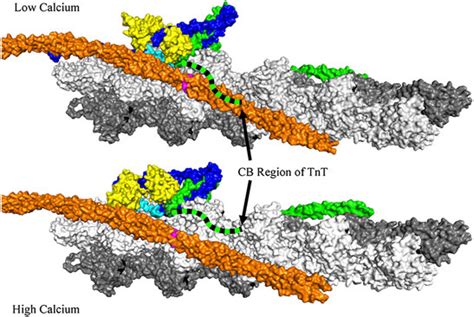 Frontiers Hypertrophic Cardiomyopathy Mutations Of Troponin Reveal