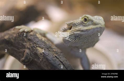 Lizard Eating Cockroach Stock Videos And Footage Hd And 4k Video Clips