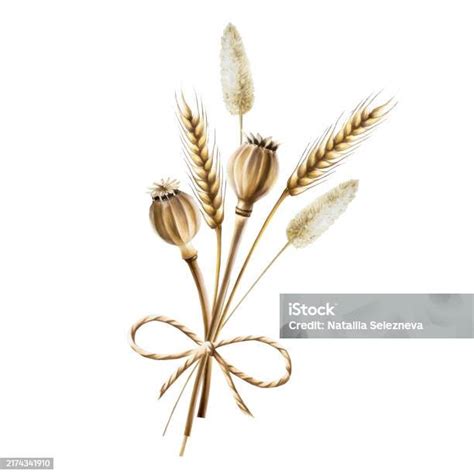 말린 양귀비 머리 밀의 귀 식물과 현실적인 꽃다발 수채화 손으로 그린 꼬기 활 상자 및 줄기 양귀비 그림이 배경에 고립되어 있습니다 디자이너 초대장 장식 엽서 포장지 등