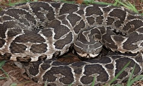 ¿cómo Reconocer Una Yarará Especie De Serpiente Muy Común En San José