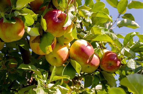 Cortland Apples For Sale And Picking In Minnetrista — Minnetonka Orchard
