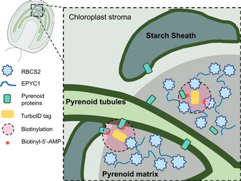 Turboid Reveals Novel Pyrenoid Proteins In Algae Pmc