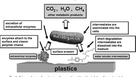 Figure 1 From Biological Degradation Of Synthetic Polyesters—enzymes As Potential Catalysts For