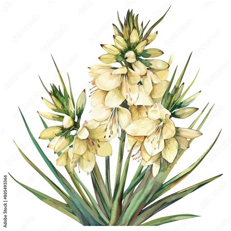 Yucca Flower Drawing Yucca Flower Line Art Vector Set For Digital