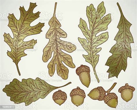 Hand Drawn Oak Leaf And Acorn Vector Set Stock Illustration Download