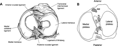 Meniscus Anatomy Function And Significance Bone And Spine Atelier
