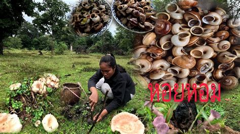 แกงเห็ดกะชะใส่หอยหอม ແກງເຫັດກະຊະໃສ່ຫອຍຫອມ Youtube