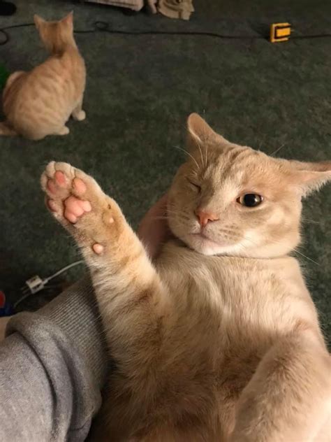 Boy Beans Rtoebeans