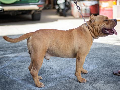 Where Are Bully Breeds Banned In Us Cities And States