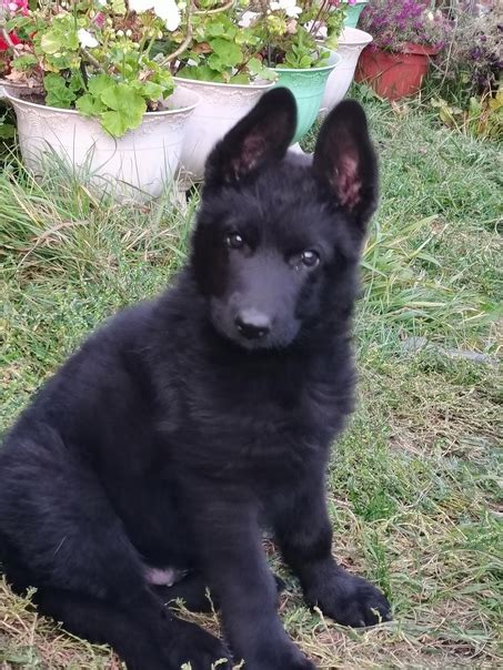 Предлагаются к продаже щенок немецкой овчарки Документы ркф прививка по возрасту Кобель 2