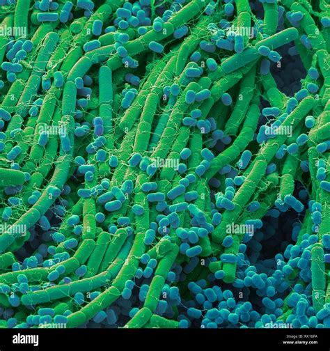Soil Bacteria SEM Stock Photo Alamy