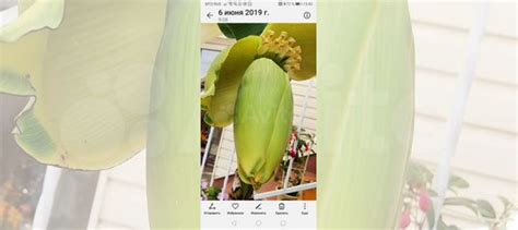 Банановое дерево купить в Анапе Товары для дома и дачи Авито