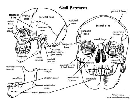 Skull Anatomy Bones Coloring Pages Cranium Human Face Features Drawing