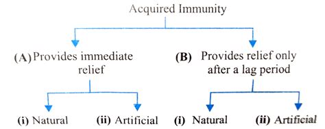 Acquired Immunity Flow Chart