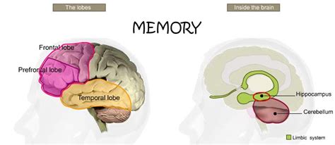 Tls Journey Of Life Chapter One Part 5 Brain Regions And Controls