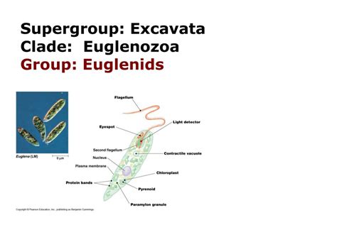 Ppt Origins Of Eukaryotic Diversity Protists Diversity Powerpoint