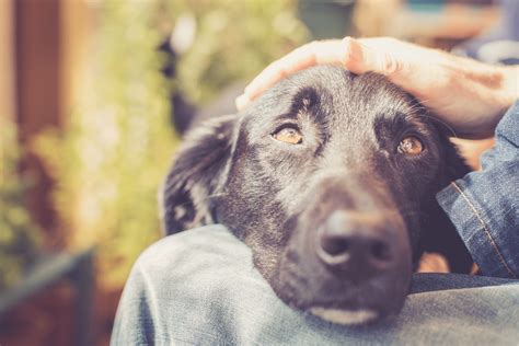 Head Pressing in Dogs: Symptoms and Warning Signs