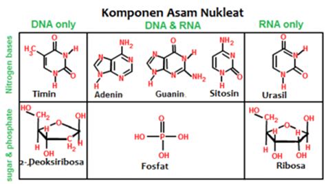 Biologi Fungsi Asam Nukleat