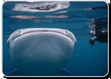 Fascinating Filter Feeders