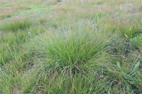 Eragrostis Curvula Weeping Love Grass Oulandsgras Umsingisane