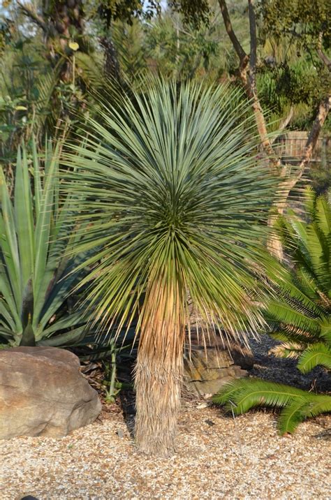 Yucca Rostrata Beaked Blue Yucca Garden Center Marketing