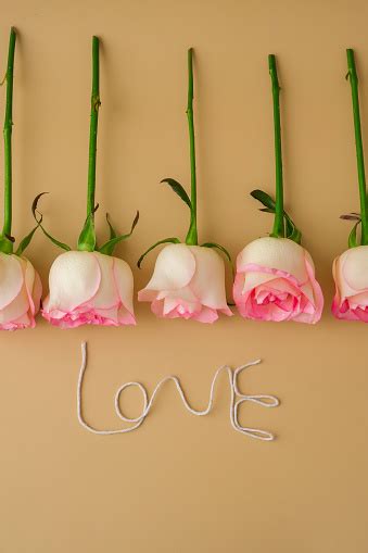 베이지 색 배경에 섬세한 핑크 장미 밧줄로 만든 단어 사랑 최소한의 트렌디 한 구성 로맨틱 한 파스텔 핑크 장미 꽃 중립 지구