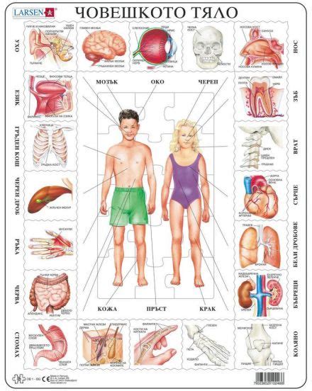 Части на човешкото тяло 里 пъзел Storebg