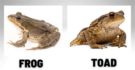 15 fascinating facts about frogs you probably didn t know farmers