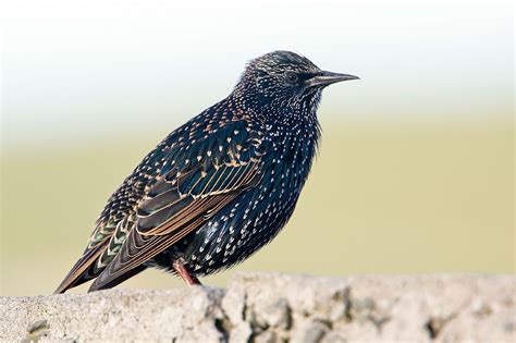 Starling Photo Id Guide Birdguides