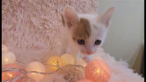 빅펫 보호소 코리안숏헤어 춘식 Youtube